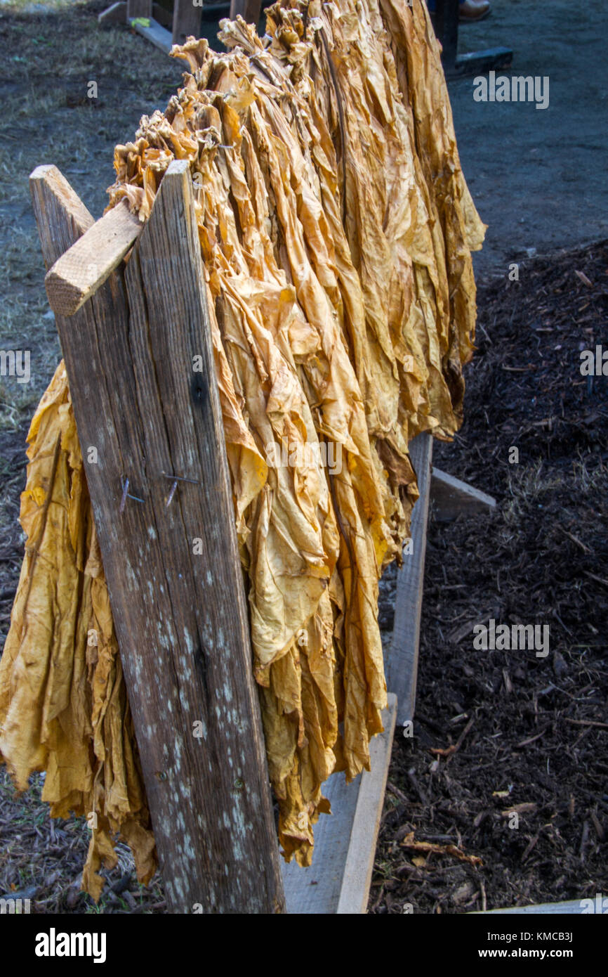 Cigar and tobacco stand hi-res stock photography and images - Alamy