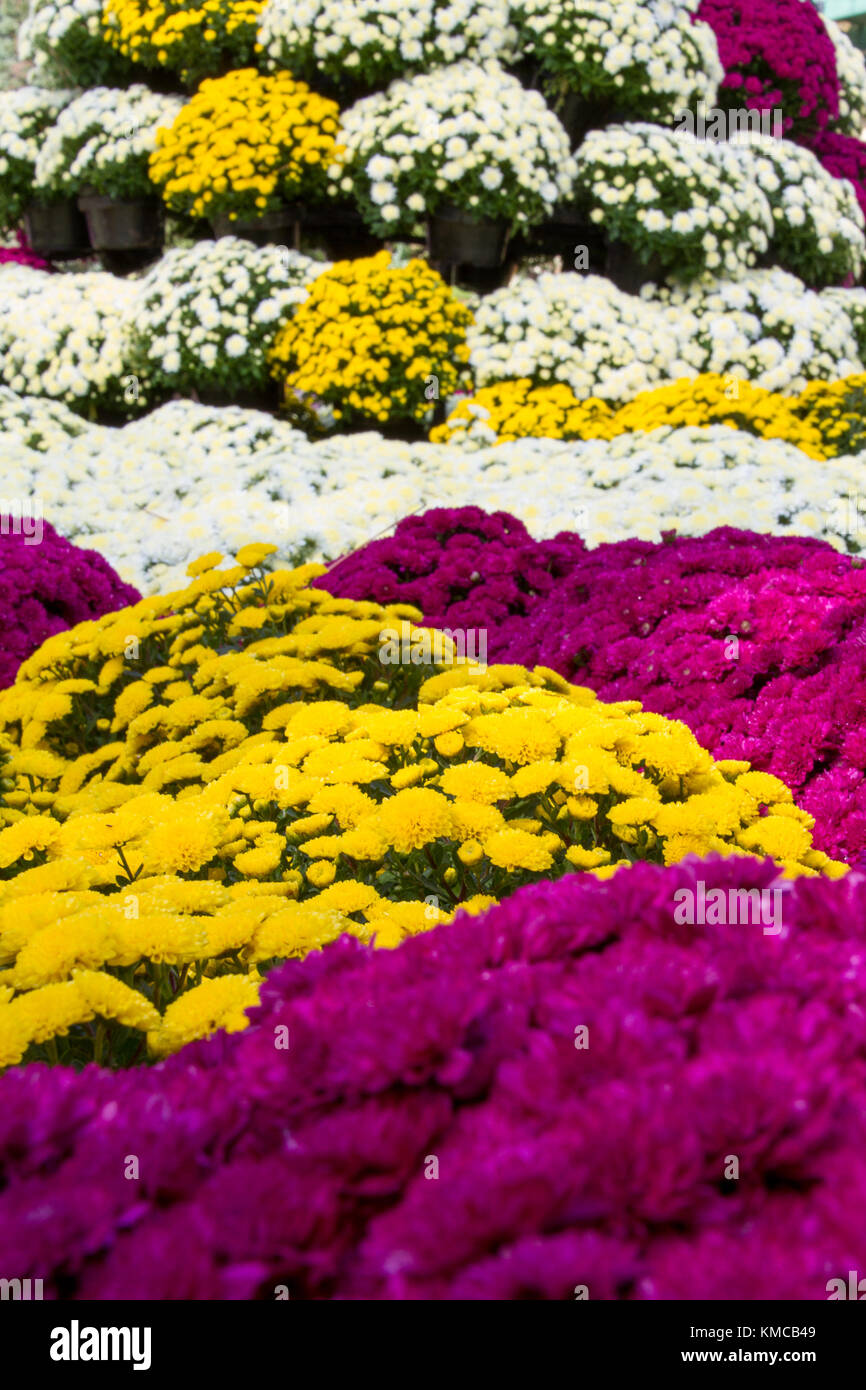 Field of mums Stock Photo - Alamy