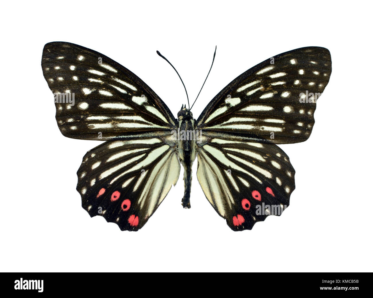 Hestina assimilis hi-res stock photography and images - Alamy
