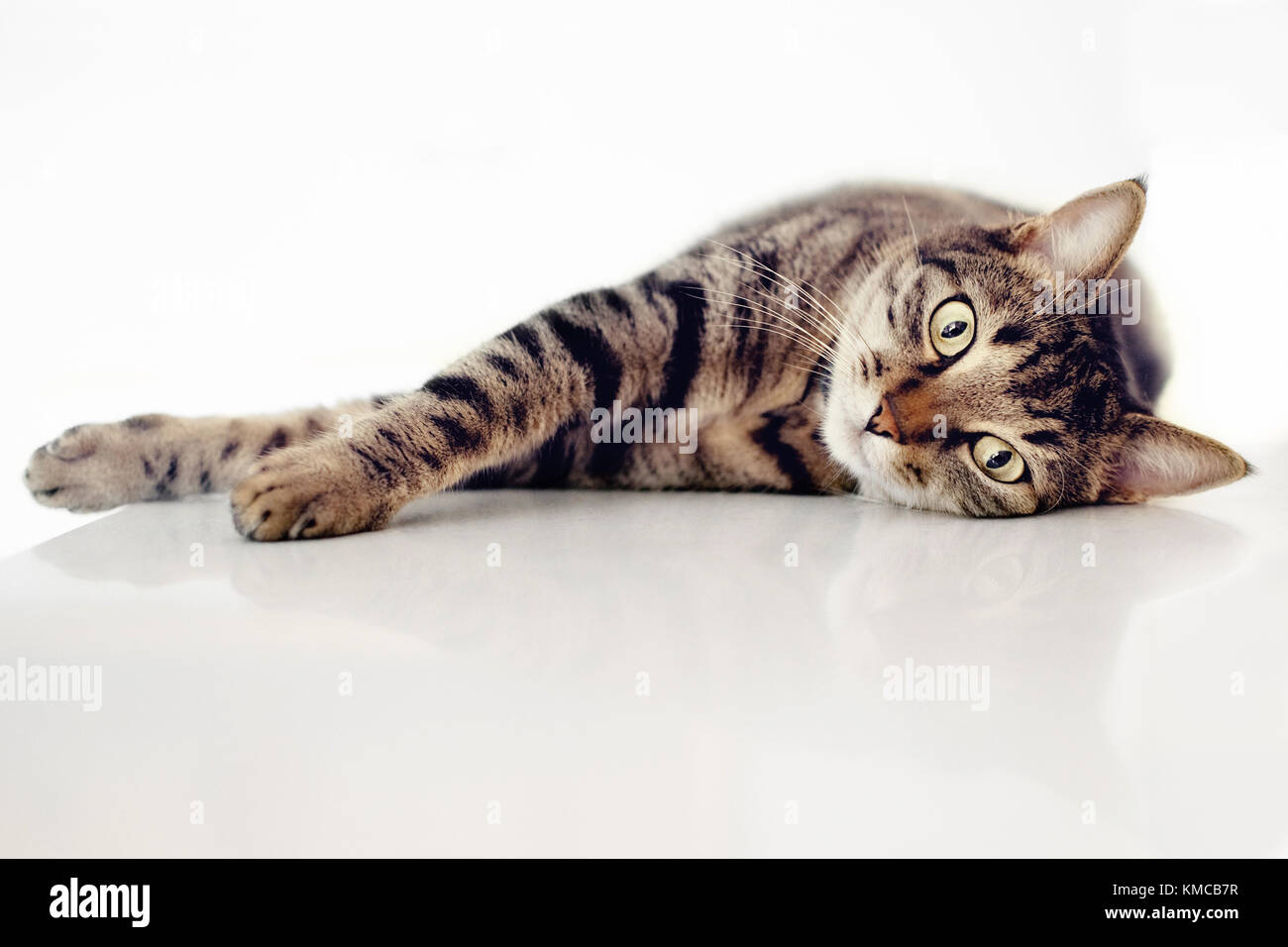 White cat lying down looking at camera hi-res stock photography and ...