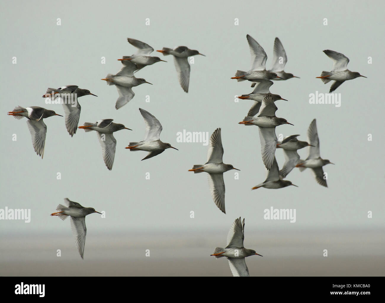Birds in flight mist hi-res stock photography and images - Alamy