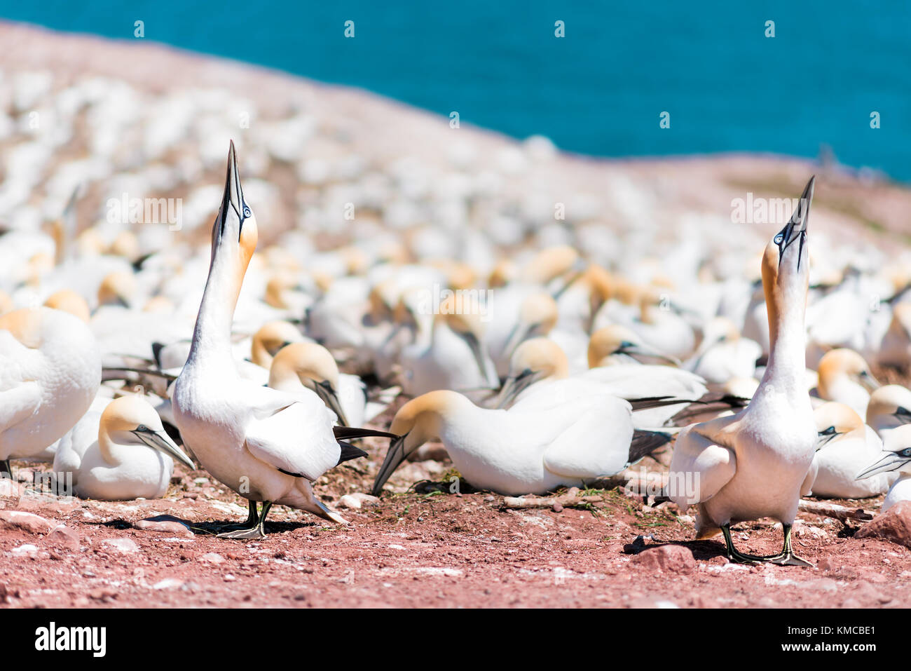 Closeup of white Gannet bird colony nesting on cliff on Bonaventure ...