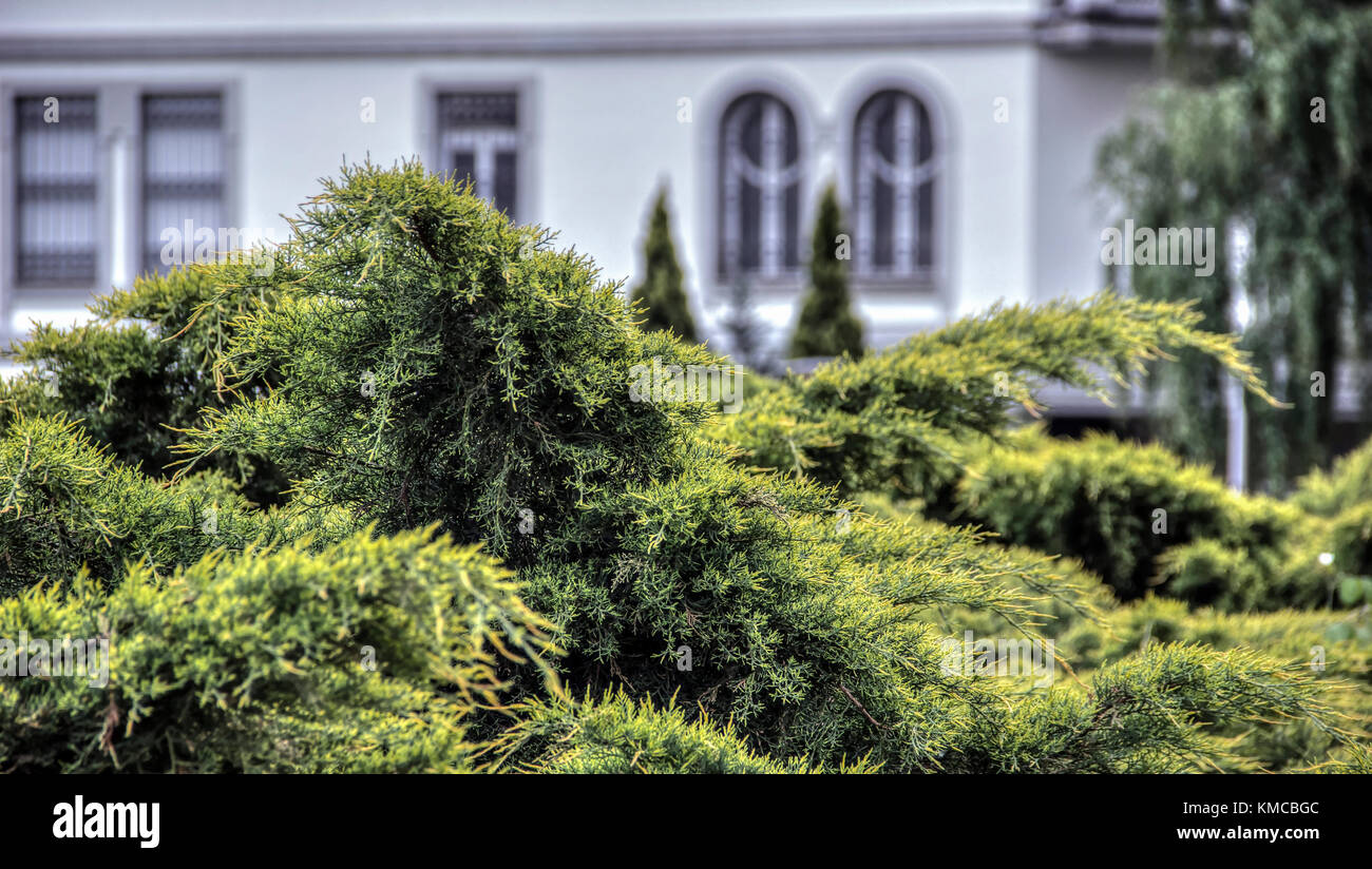 Boxwood front yard hi-res stock photography and images - Alamy