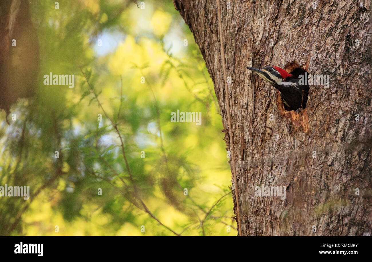 Bird nest in a cypress tree hi-res stock photography and images - Alamy