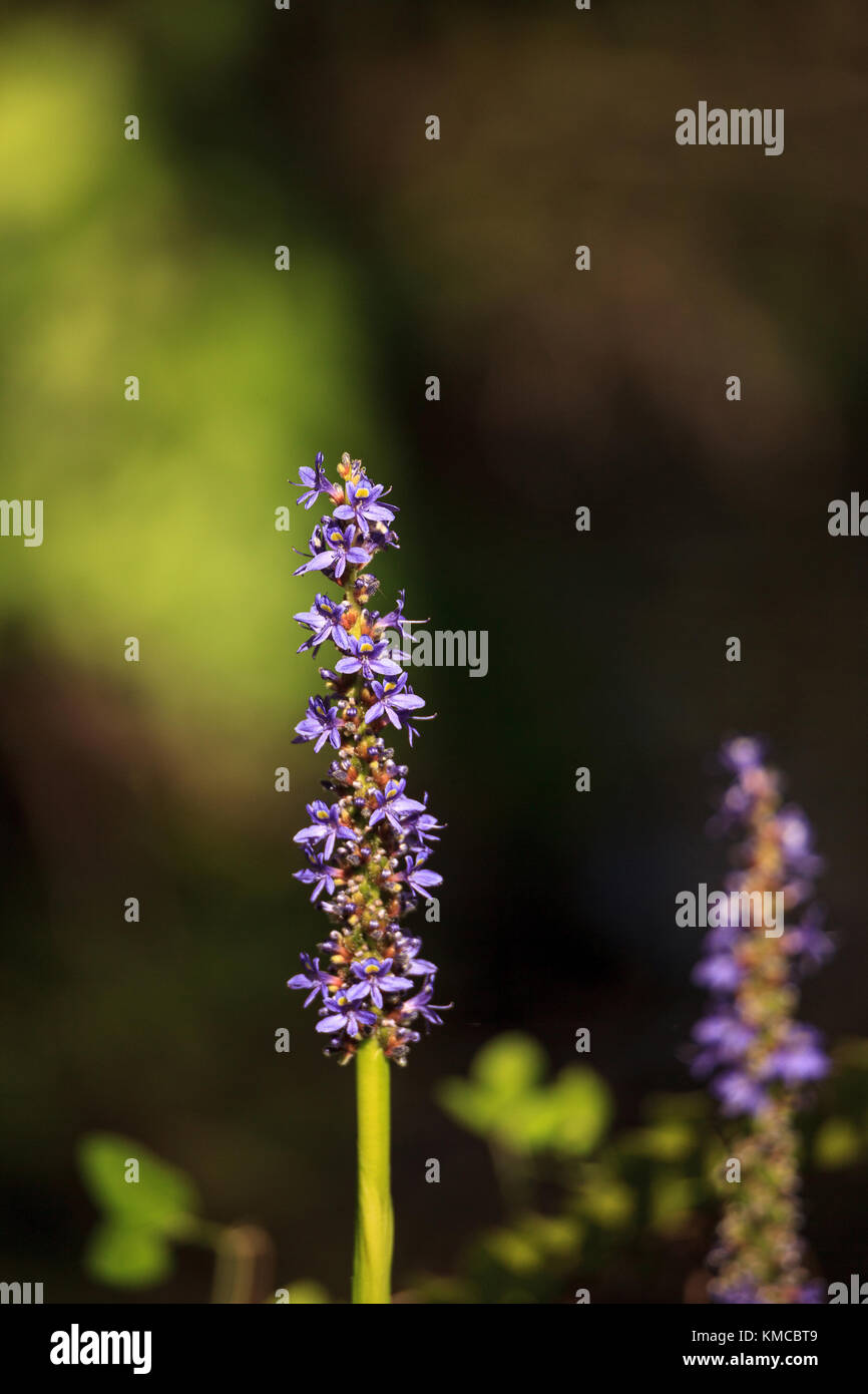 Purple flowers on a pickerelweed pant Pontederia cordata at the ...