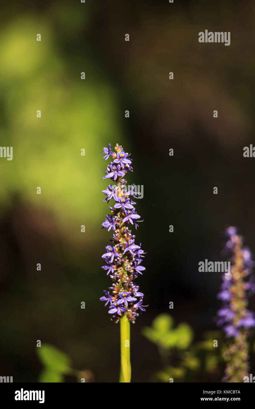 Purple flowers on a pickerelweed pant Pontederia cordata at the ...