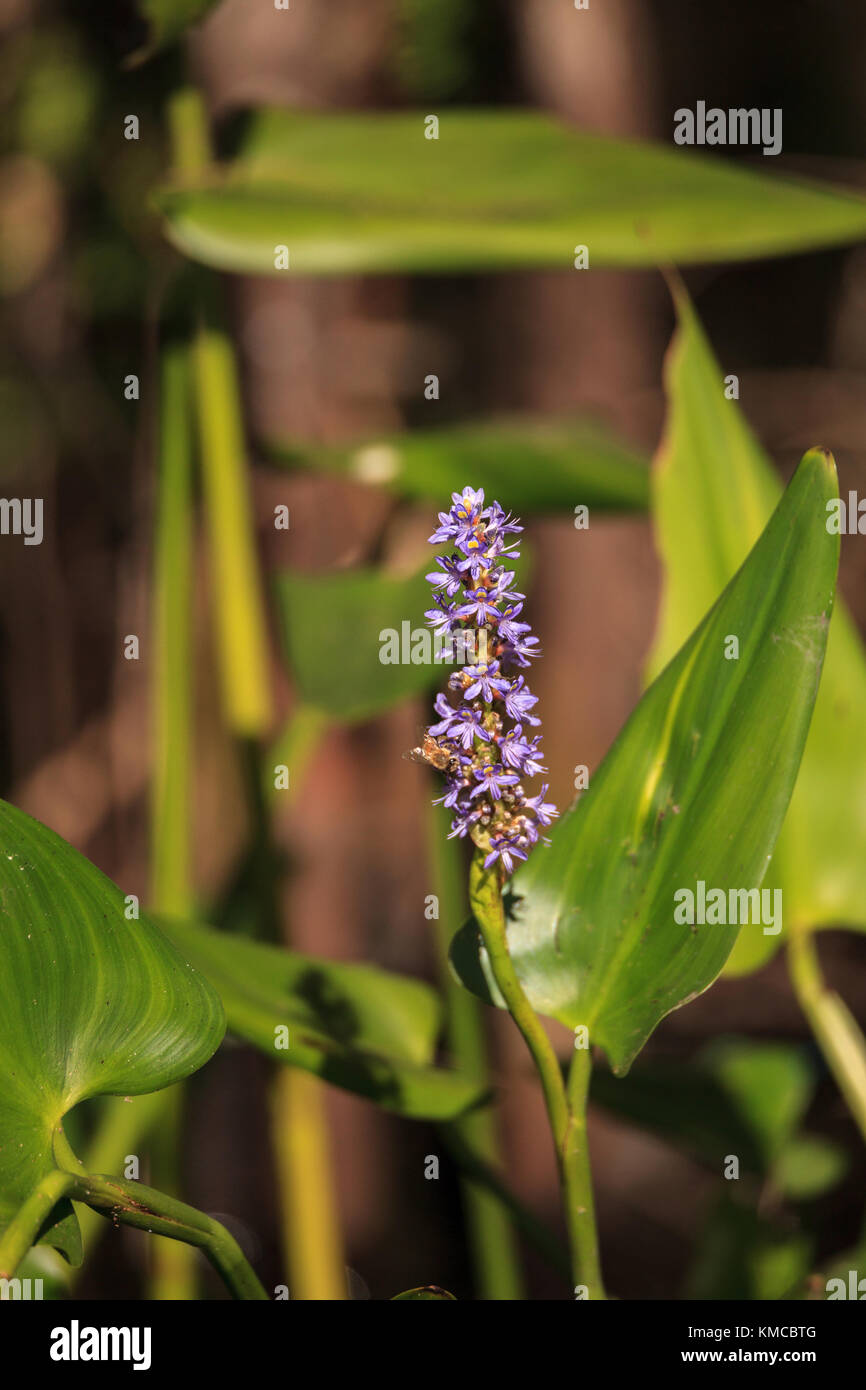 Purple flowers on a pickerelweed pant Pontederia cordata at the ...