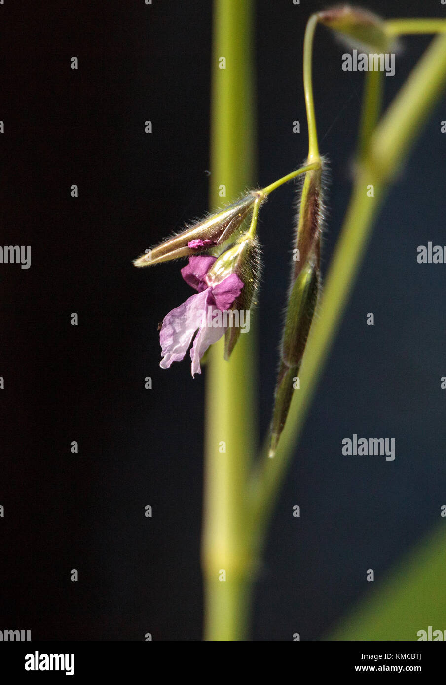 Pink and purple flowers on Alligator flag plant Thalia feniculata in ...
