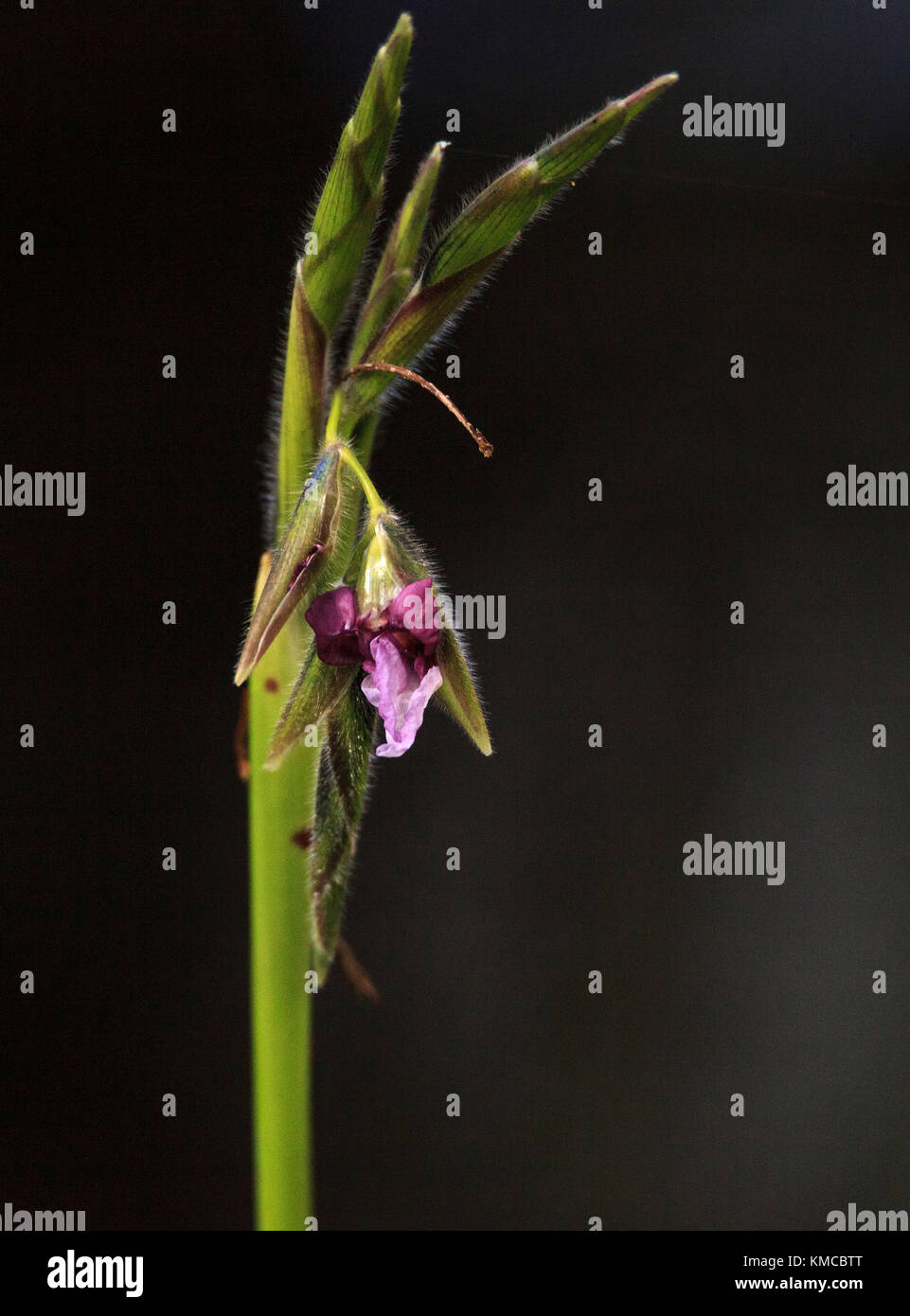 Thalia feniculata hi-res stock photography and images - Alamy