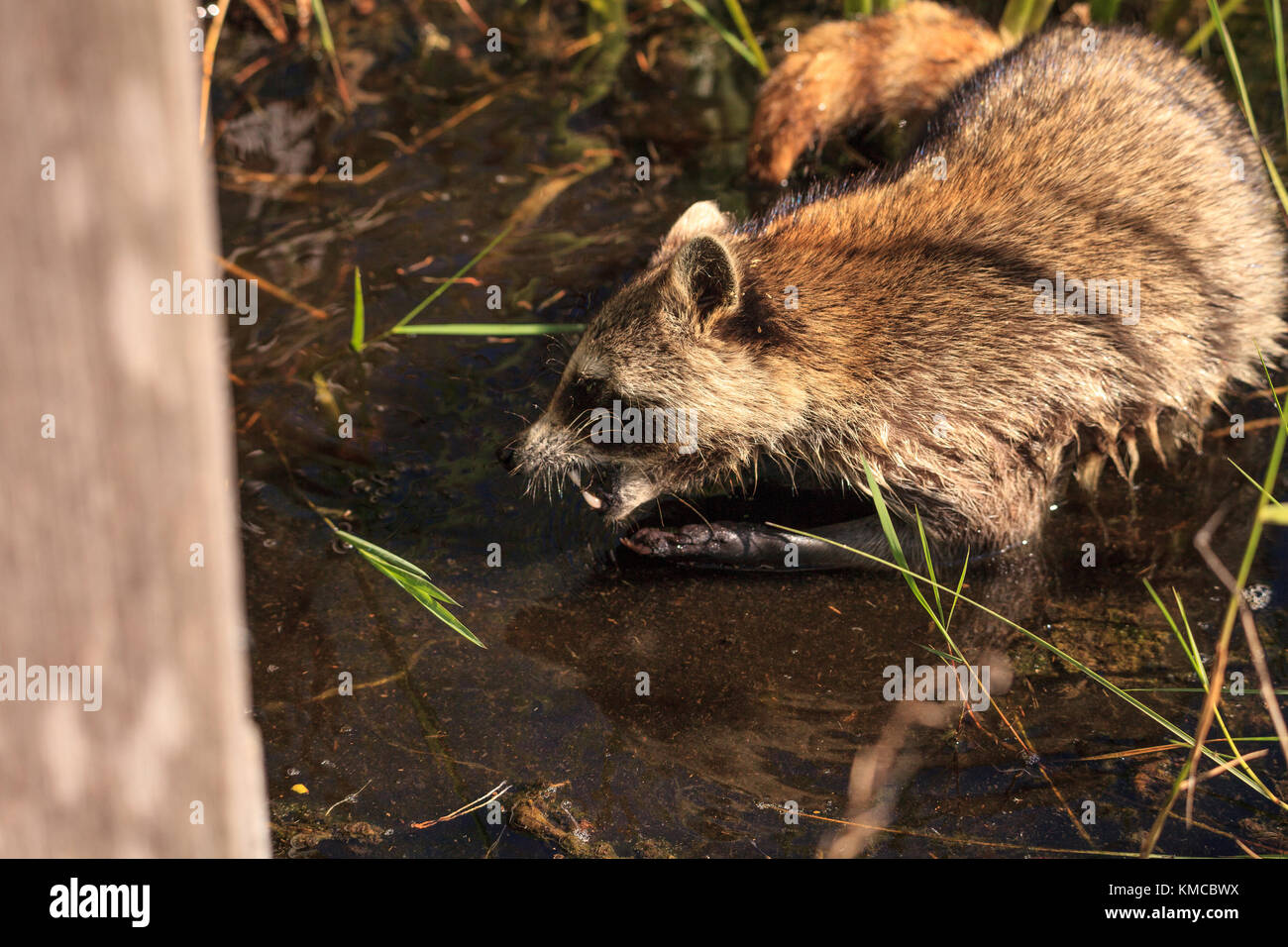 Raccoon Procyon lotor forages for food at the Corkscrew Swamp Sanctuary ...