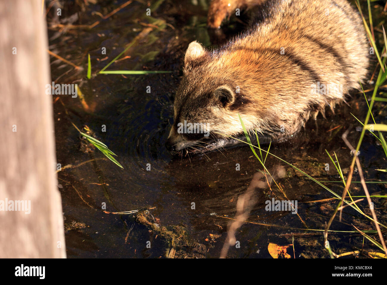 Raccoon Procyon lotor forages for food at the Corkscrew Swamp Sanctuary ...