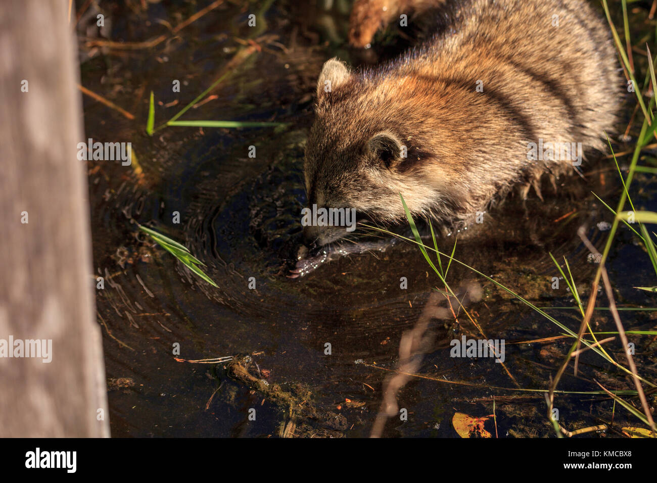 Raccoon Procyon lotor forages for food at the Corkscrew Swamp Sanctuary ...
