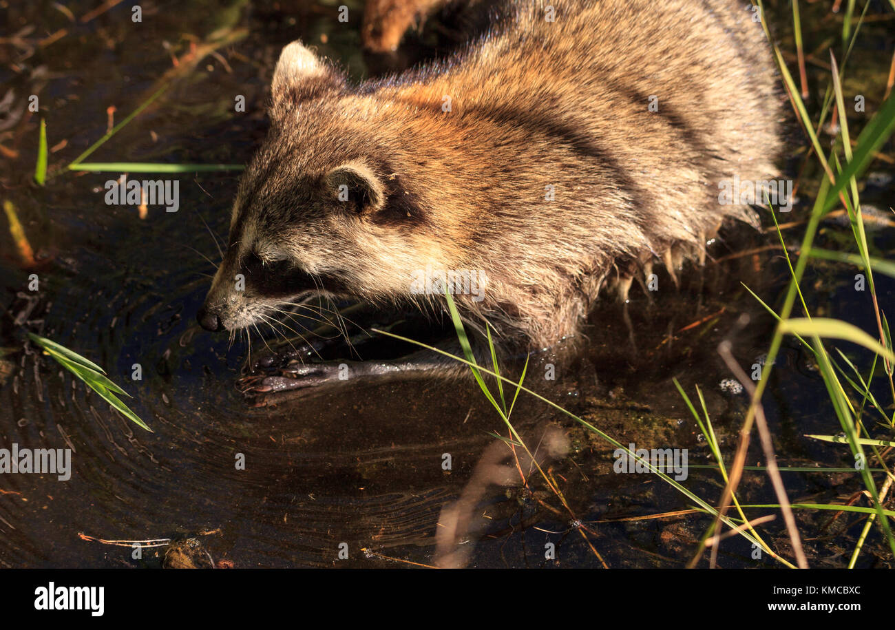 Raccoon Procyon lotor forages for food at the Corkscrew Swamp Sanctuary ...