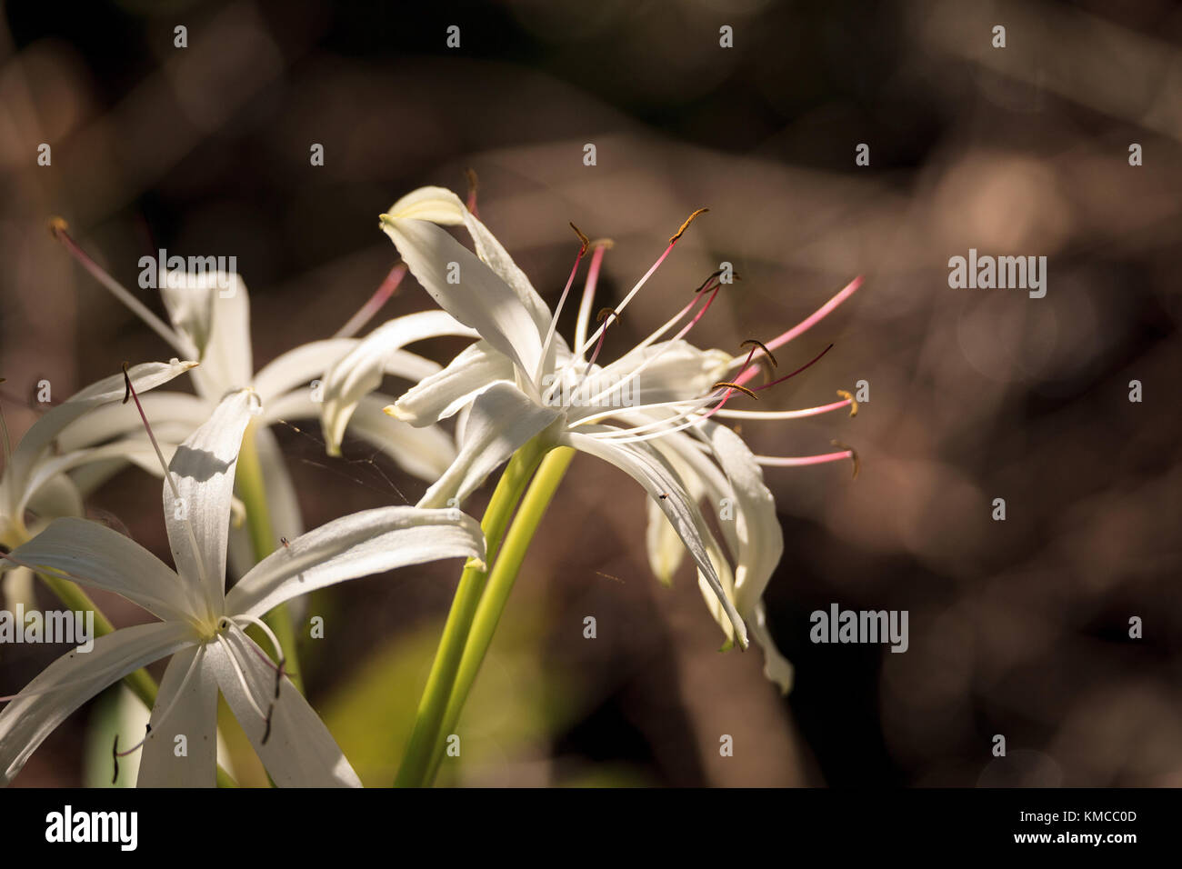 White Swamp lily flower Crinum americanum blooms in the Corkscrew Swamp ...