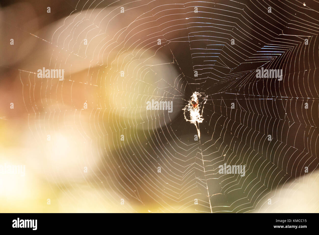 Argiope florida hi-res stock photography and images - Alamy