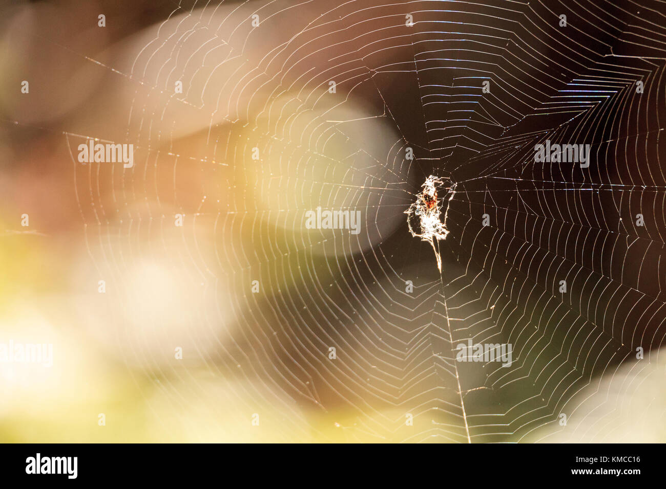 Black and Yellow Argiope spider Argiope aurantia in its web at the ...