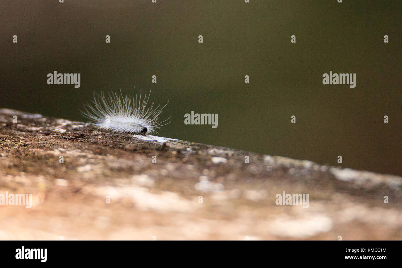 Fuzzy white caterpillar Virginian Tiger Moth Spilosoma virginica also ...