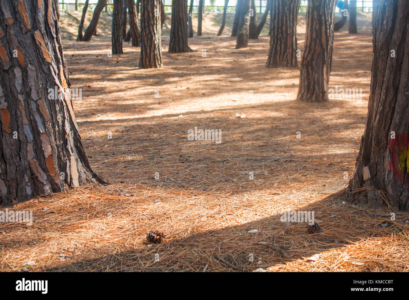 Pine trees park on Seashore of city Alba Adriatica in Italy, nature ...