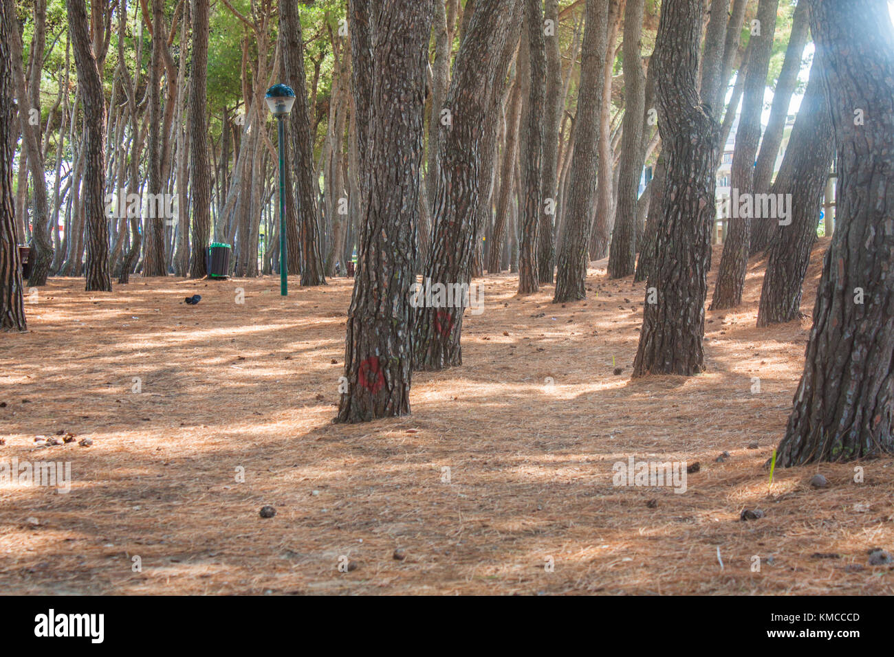 Pine trees park on Seashore of city Alba Adriatica in Italy, nature ...