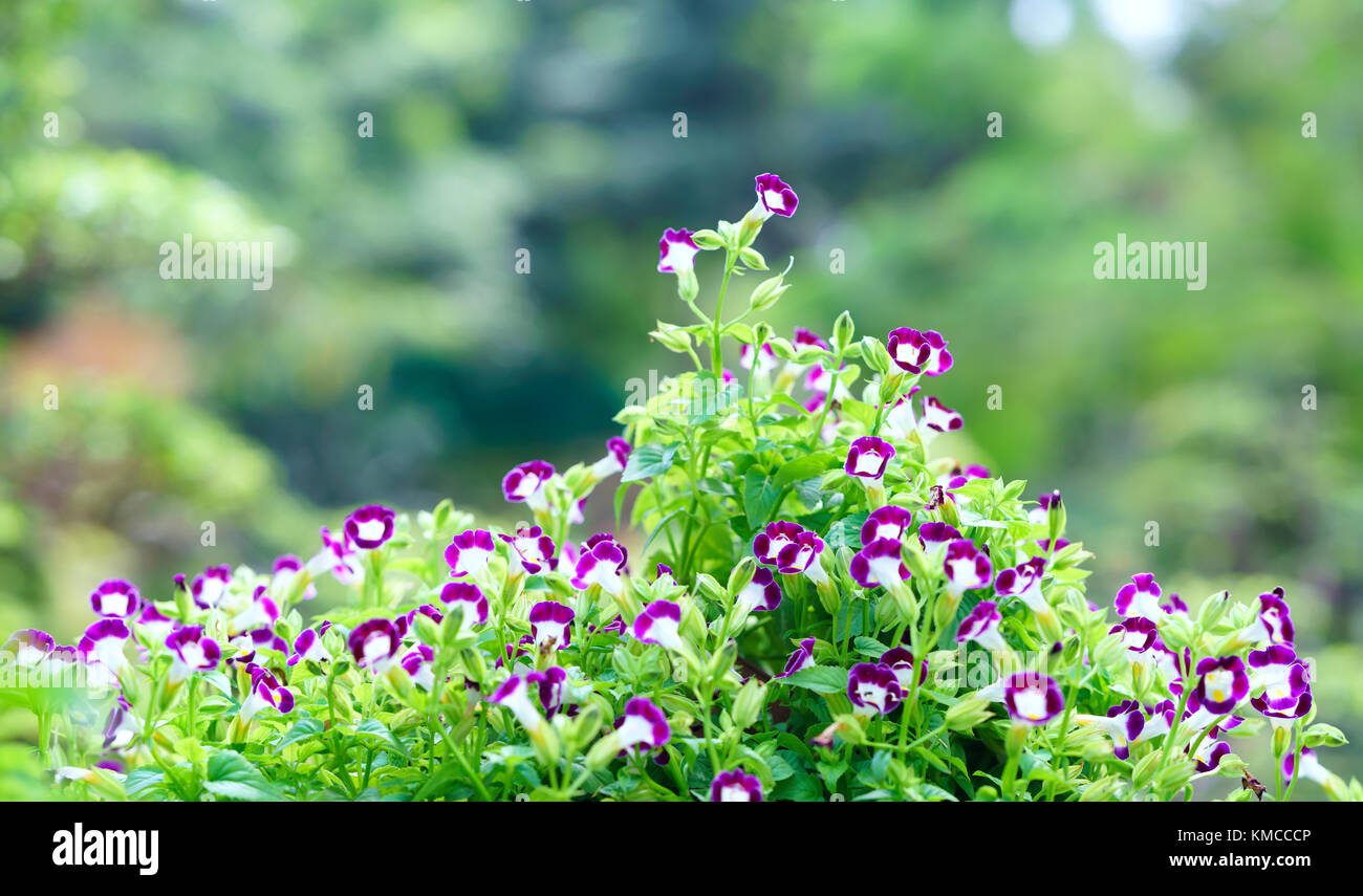Pensee flower garden blooming in the sun beautiful morning Stock Photo ...