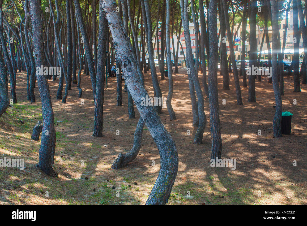 Pine trees park on Seashore of city Alba Adriatica in Italy, nature ...