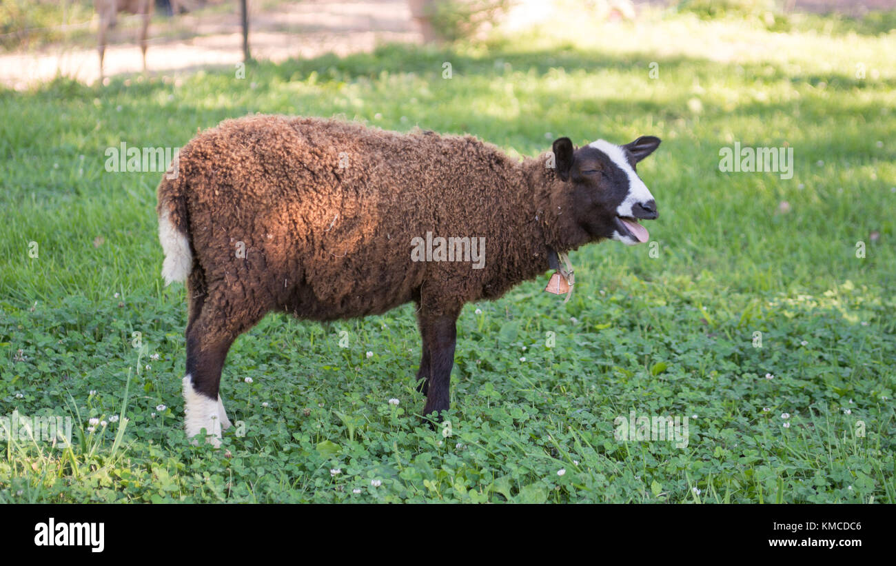 Finn Lamb Bleating Stock Photo - Alamy