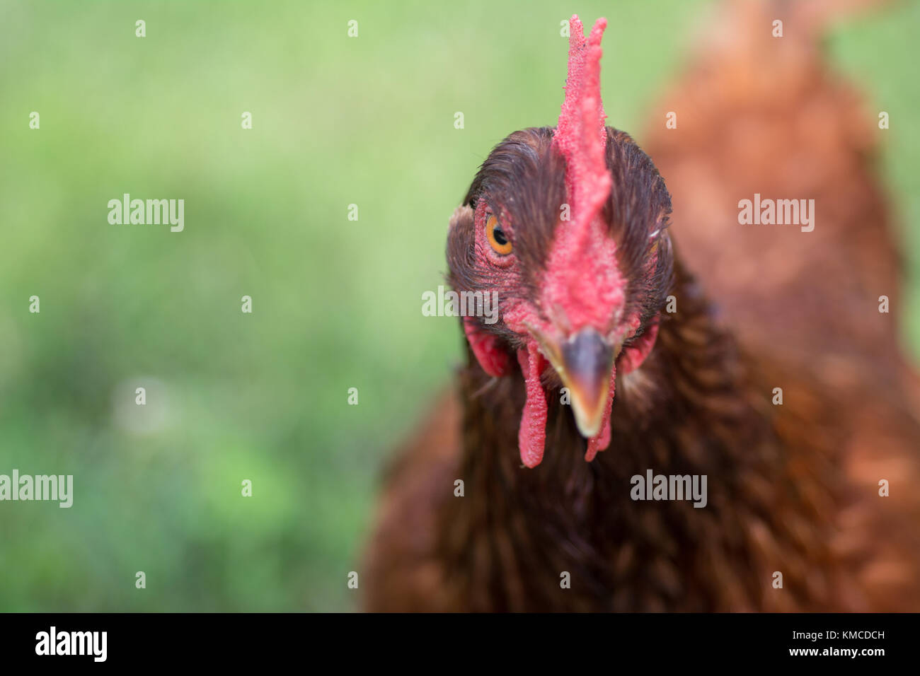 Rhode island red chicken eggs hi-res stock photography and images - Alamy