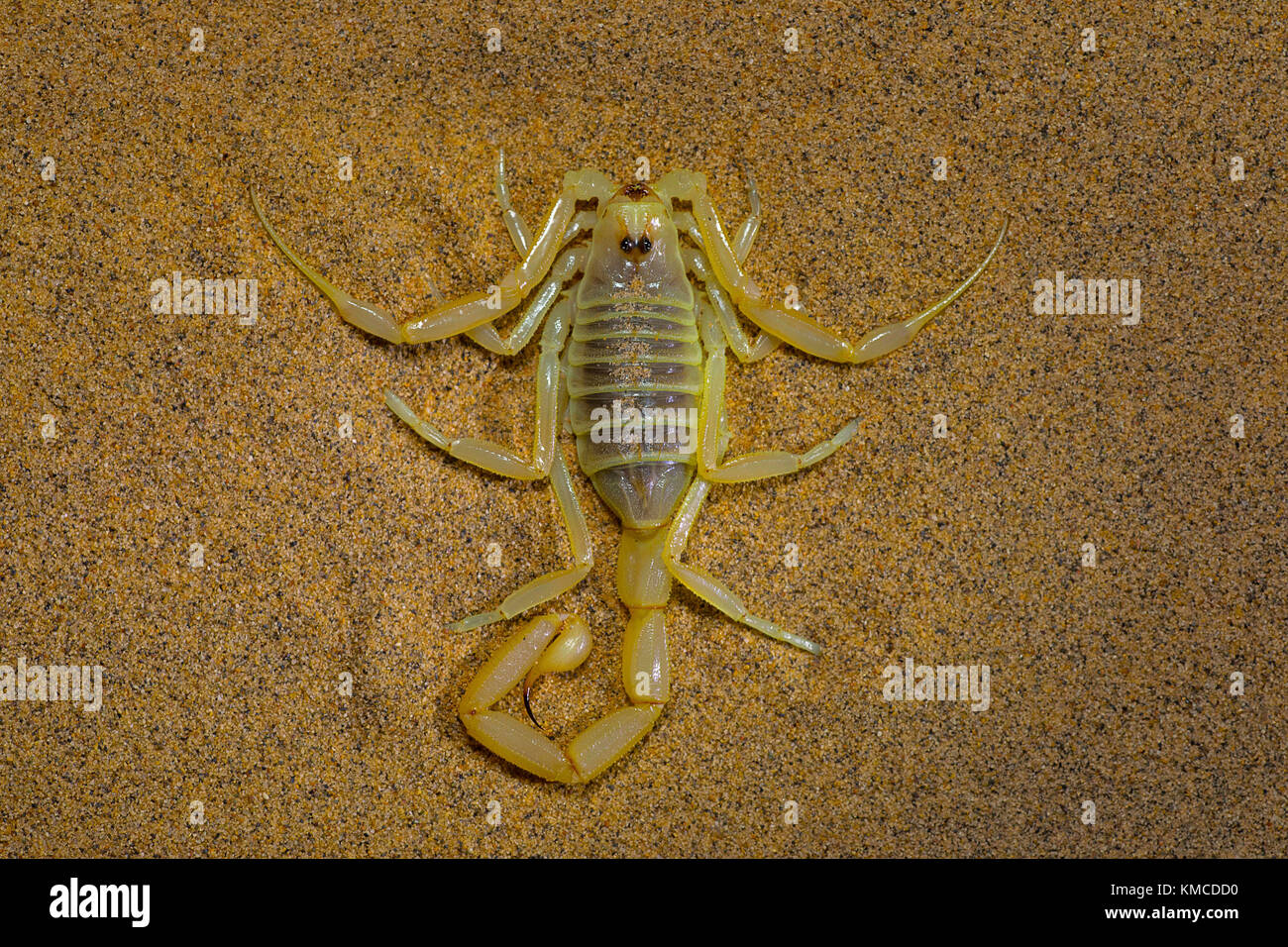 Scorpion desert hi-res stock photography and images - Alamy