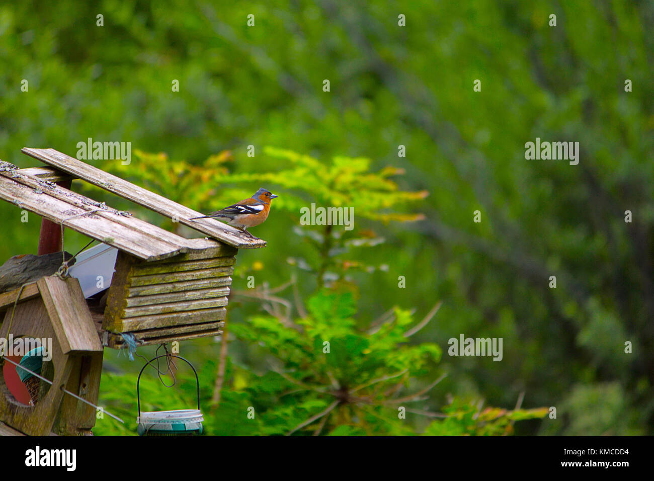 The common chaffinch, Fringilla coelebs, or chaffinch, is a common and ...