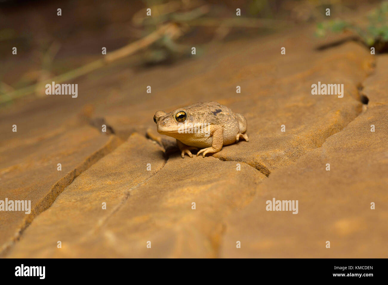 Duttaphrynus sp., Jaisalmer, Rajasthan, India Stock Photo - Alamy