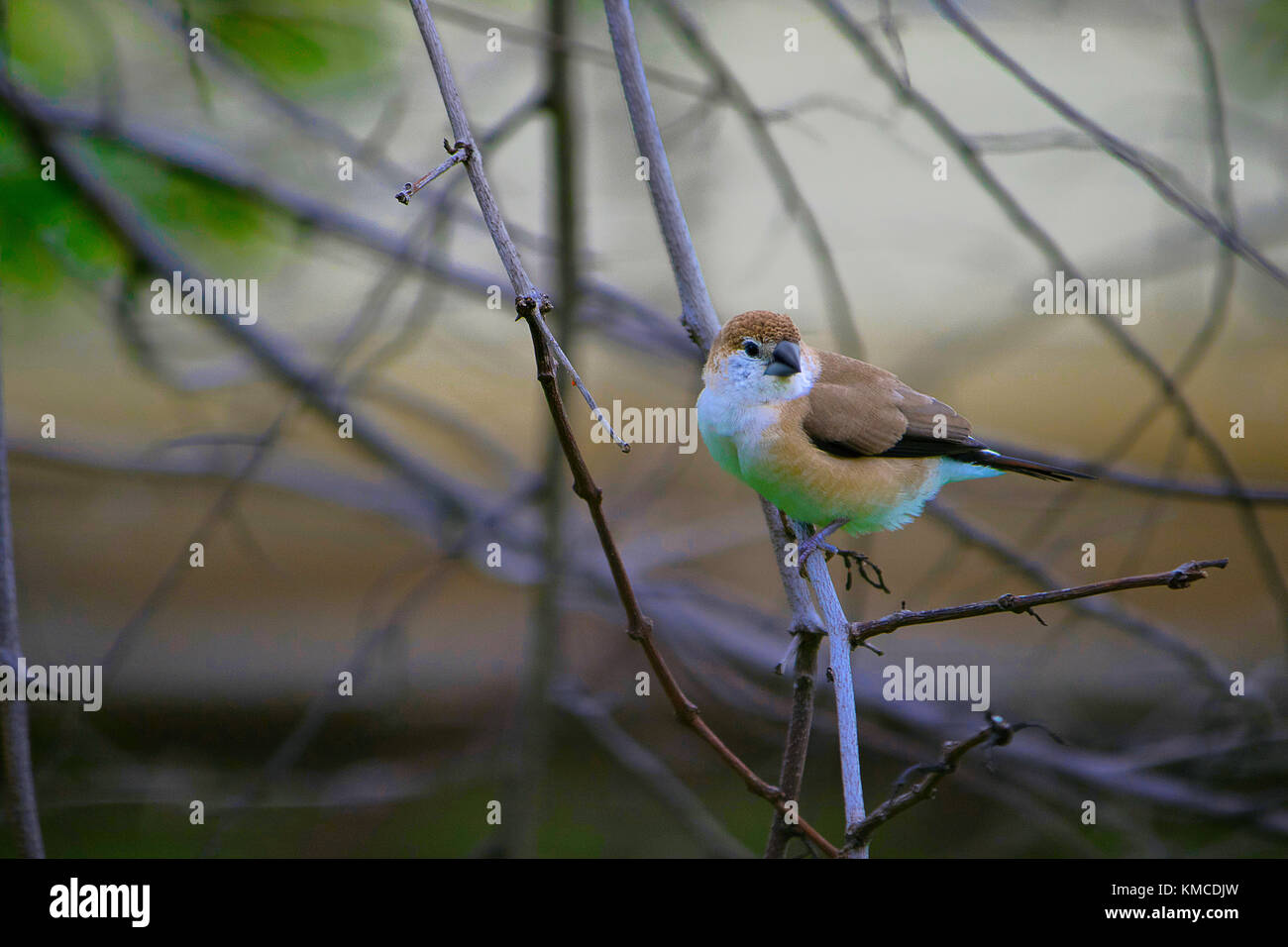 Indian silverbill hi-res stock photography and images - Alamy