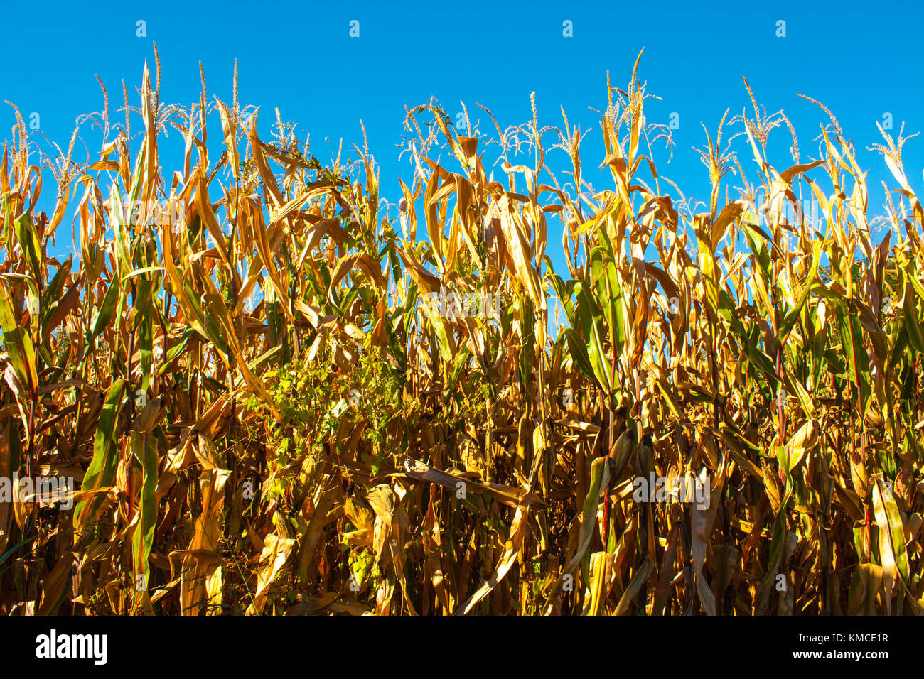 Corn field closeup with with blue background and gold plants Stock ...