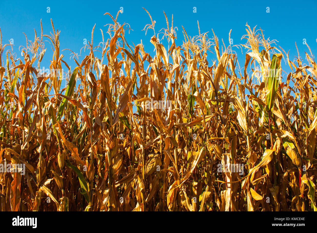 Corn field closeup with with blue background and gold plants Stock ...