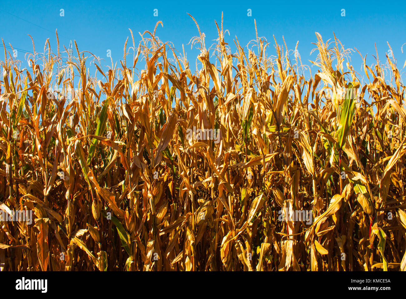 Corn field closeup with with blue background and gold plants Stock ...