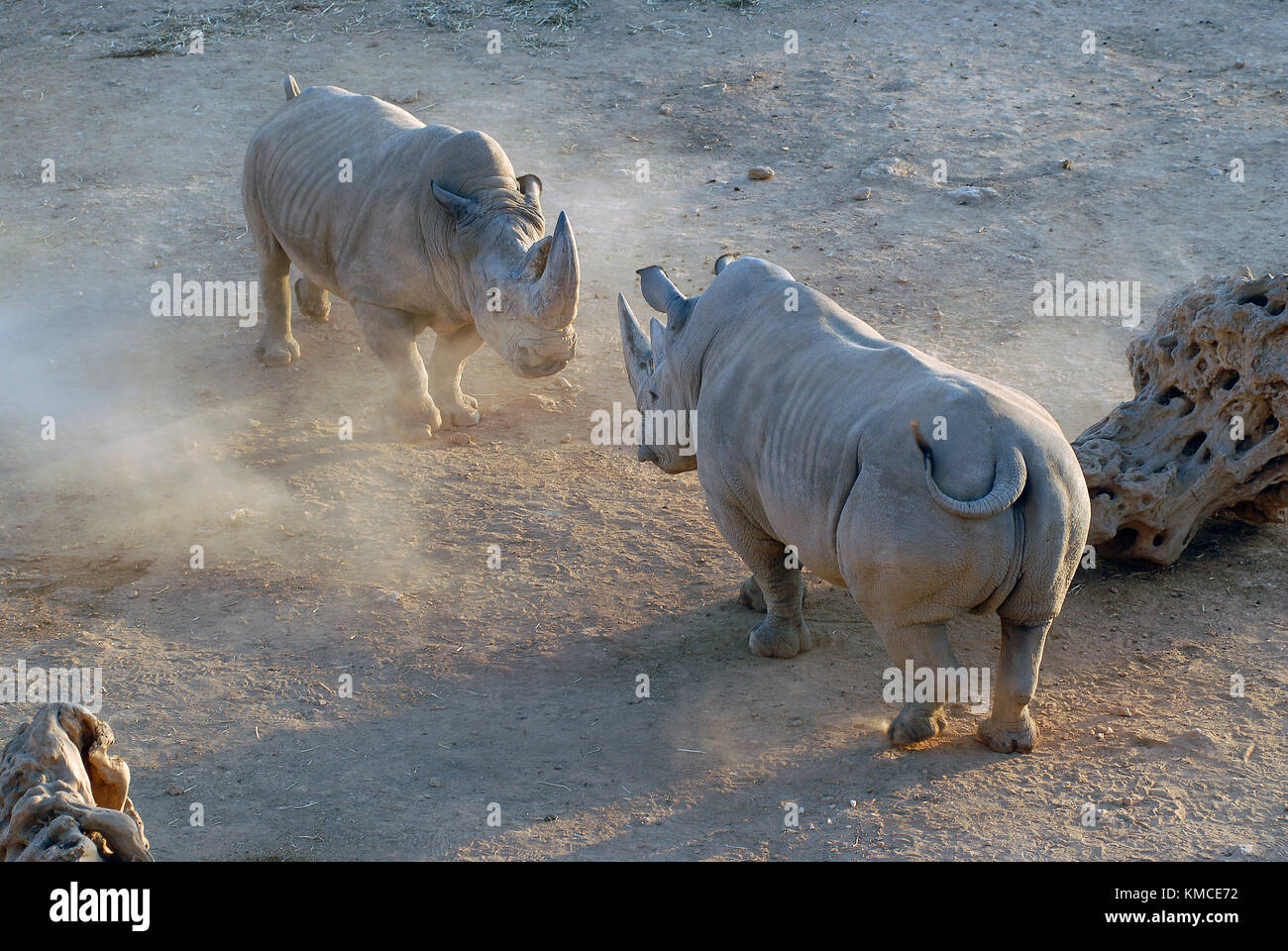 Rhinos fighting hi-res stock photography and images - Alamy