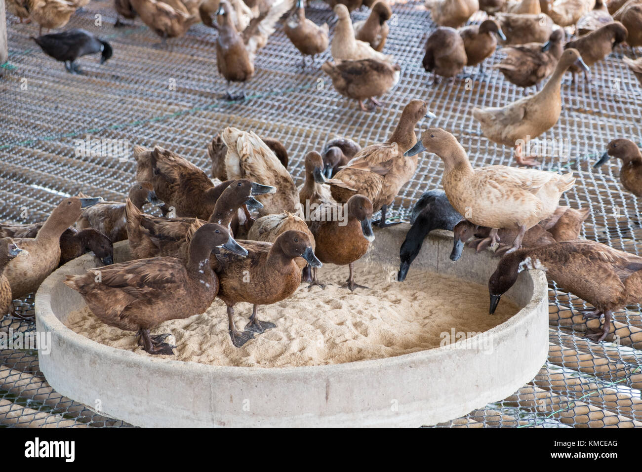 Duck eating food in farm, traditional farming in Thailand Stock Photo ...