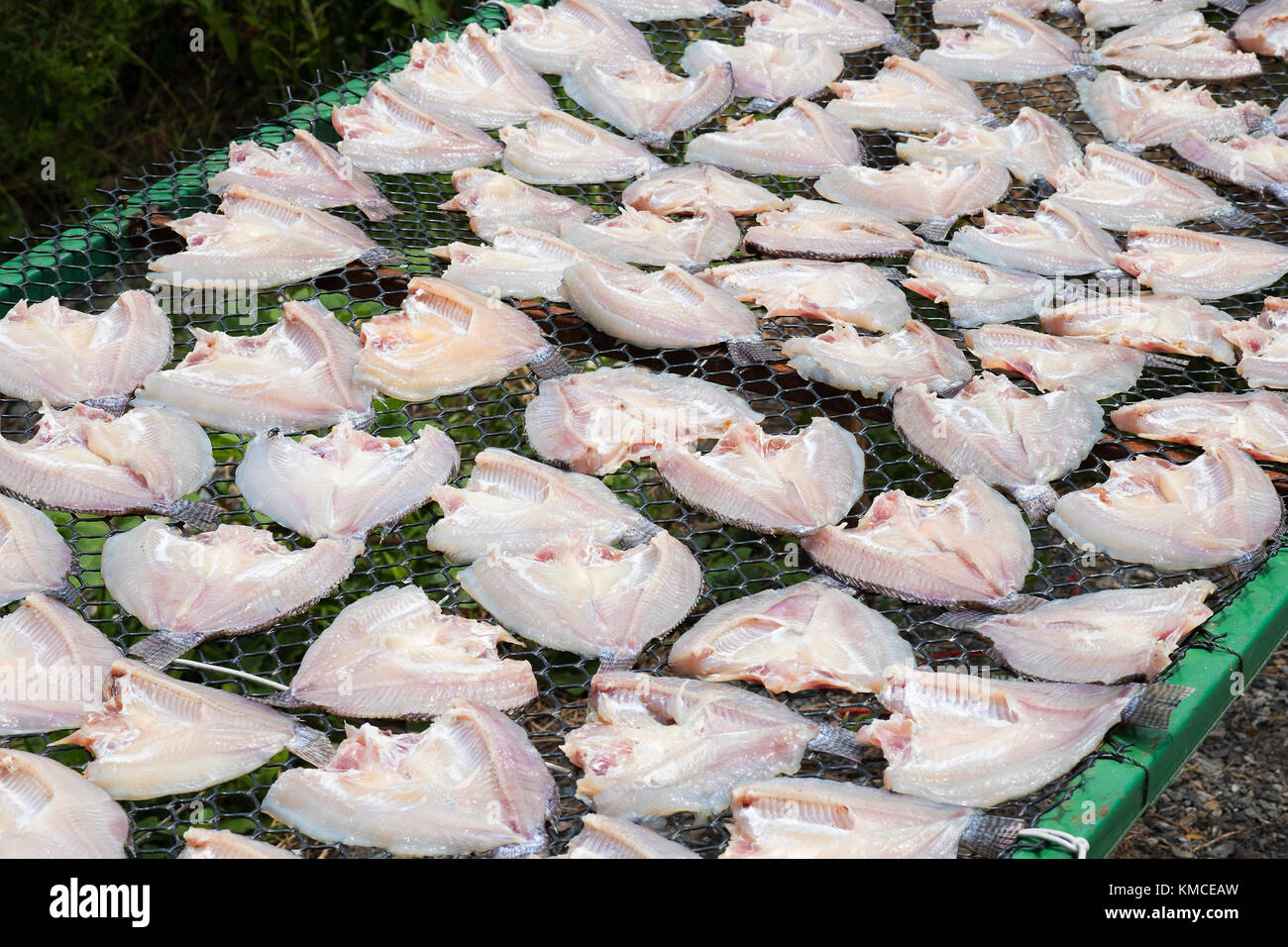 Fresh fish on plastic net under sun light for make dried fish ...