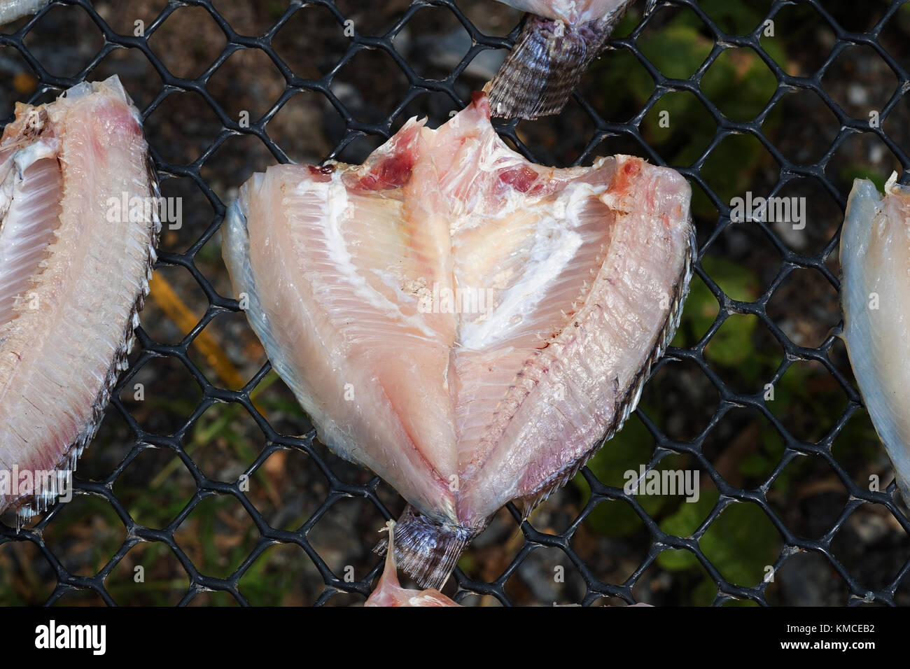 Fresh fish on plastic net under sun light for make dried fish ...