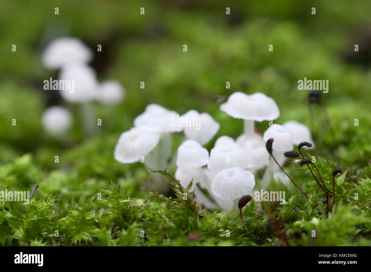 Delicatula integrella mushroom macro shot local focus Stock Photo - Alamy