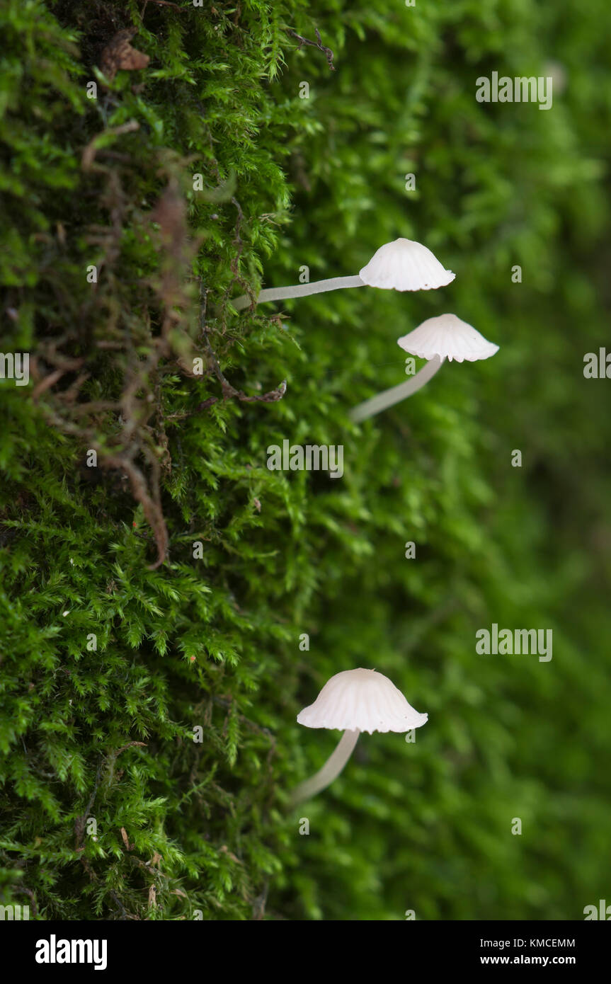 Mycena mucor hi-res stock photography and images - Alamy
