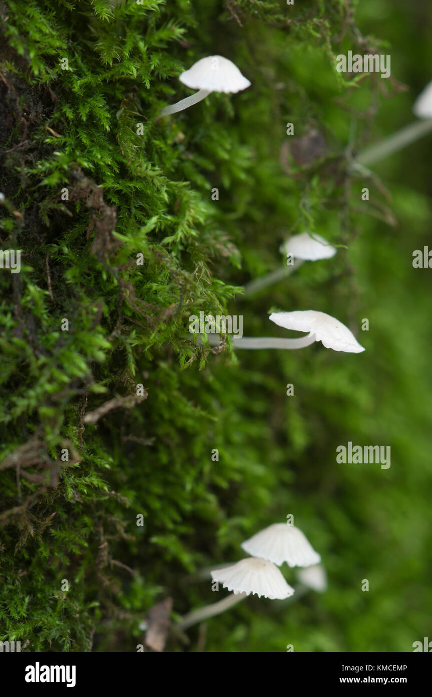 Delicatula integrella mushroom macro shot local focus Stock Photo - Alamy