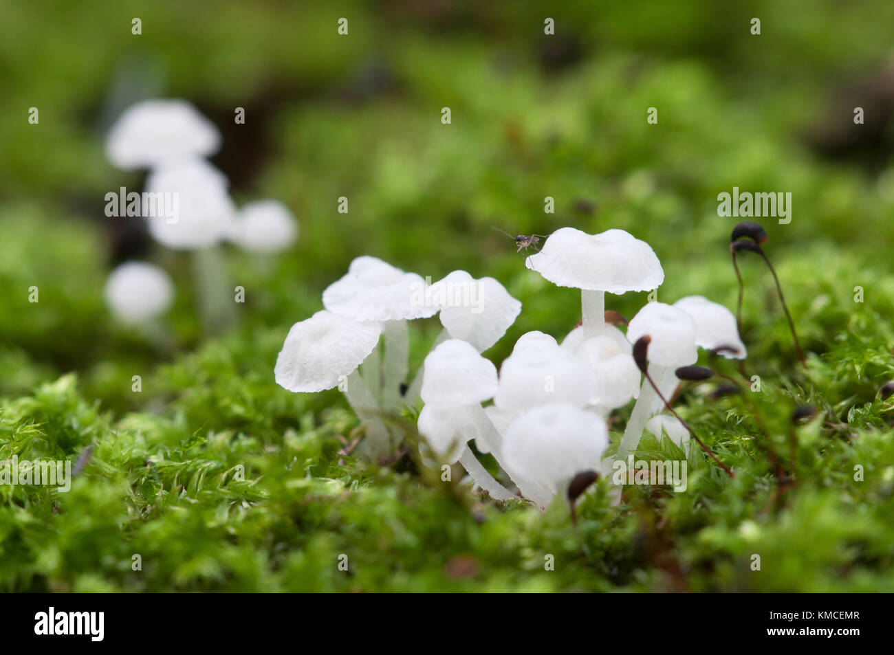 Delicatula integrella hi-res stock photography and images - Alamy