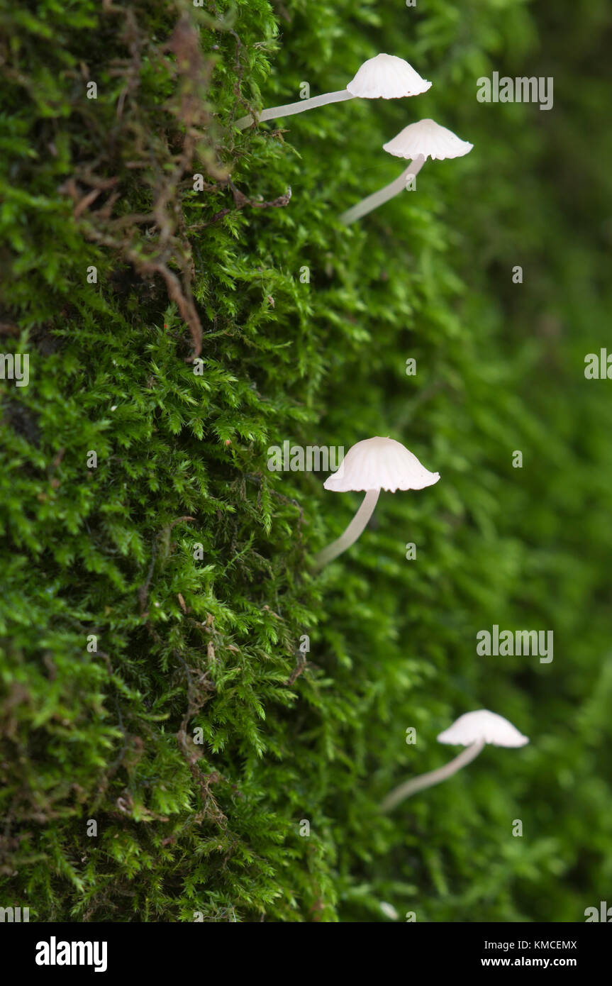 Delicatula integrella mushroom macro shot local focus Stock Photo - Alamy