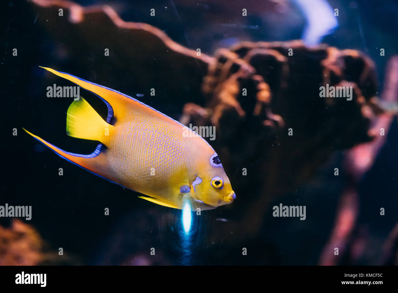Queen Angelfish Holacanthus Ciliaris Swimming In Aquarium Stock Photo ...