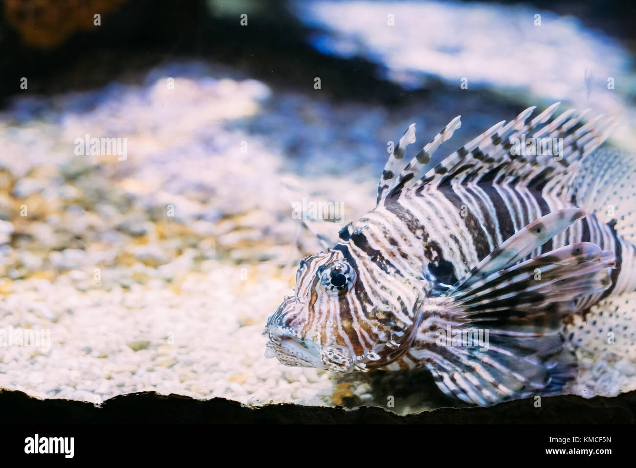 Red Lionfish Pterois Volitans Is Venomous Coral Reef Fish Swimming In ...