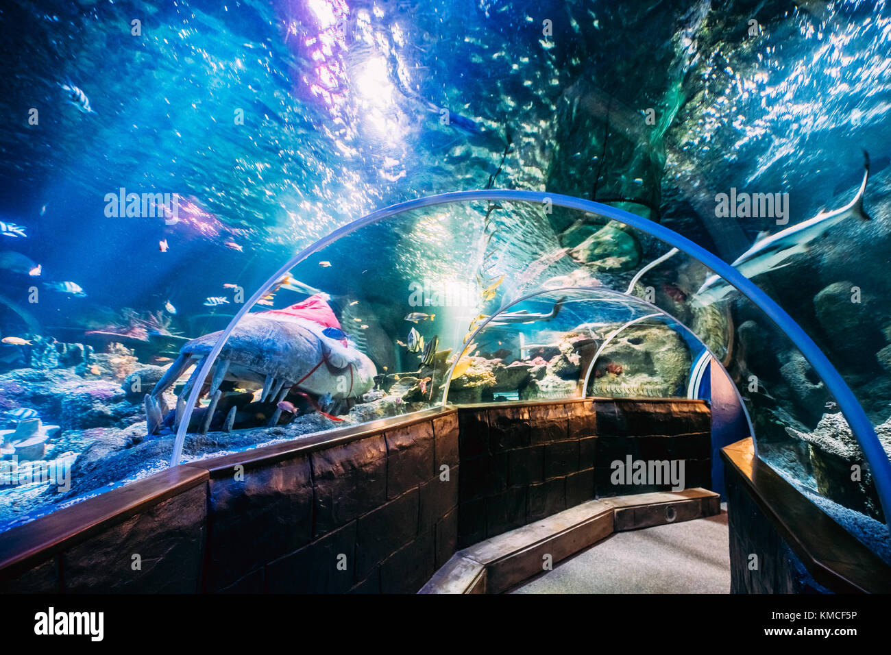 Underwater Tunnel In Oceanarium. Attraction Stock Photo - Alamy