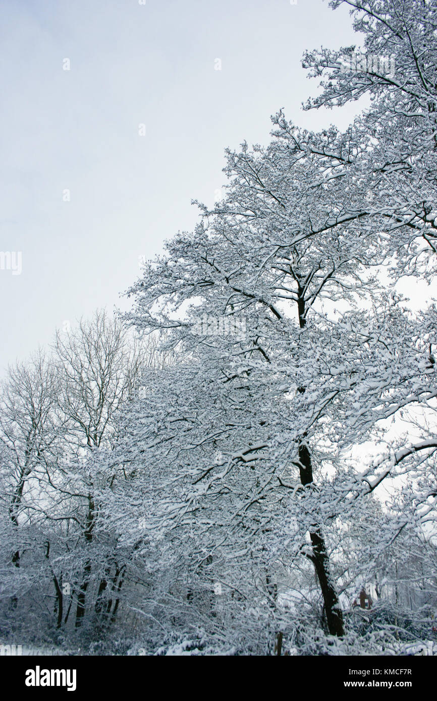 with snowy trees Stock Photo - Alamy