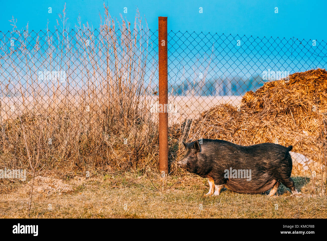 Fat farm animal hi-res stock photography and images - Alamy