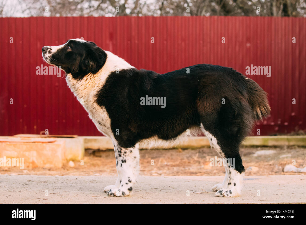 Central Asian Shepherd Dog Standing In Village Yard. Alabai - An ...