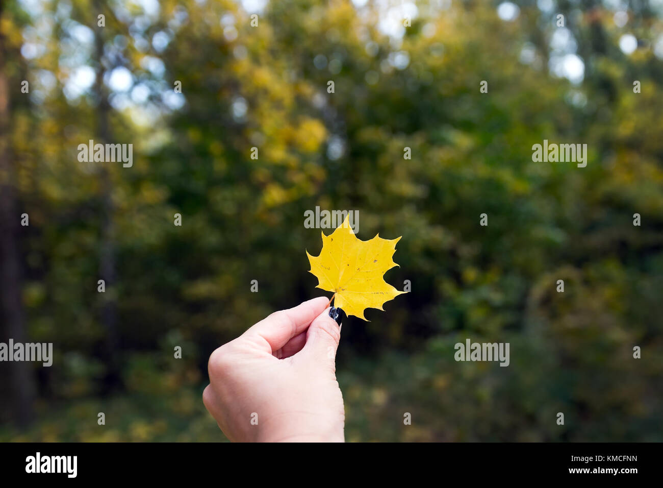 Colorful maple leaf, autumn concept Stock Photo - Alamy